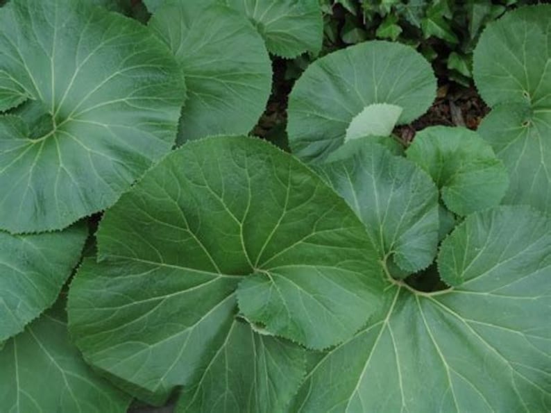 ORGANIC Fuki Plant - Etsy