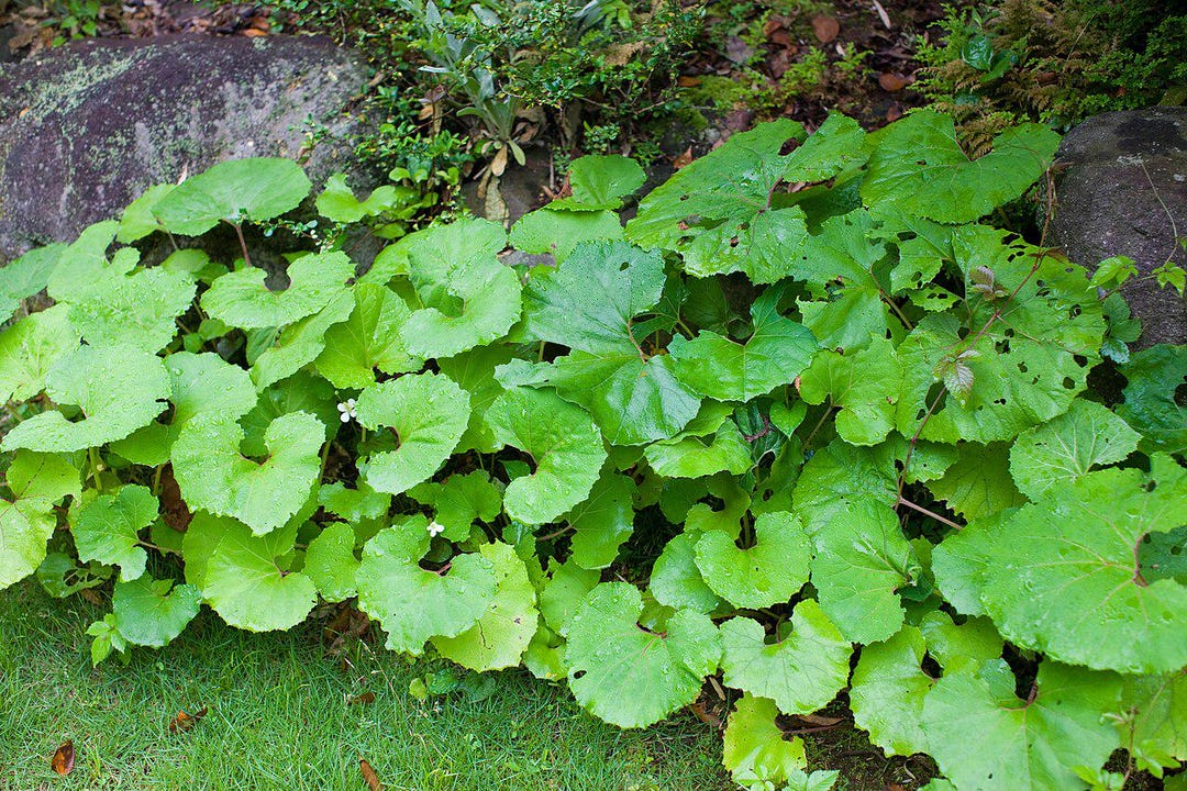 ORGANIC Fuki Plant - Etsy