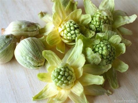 ORGANIC Fuki Plant - Etsy