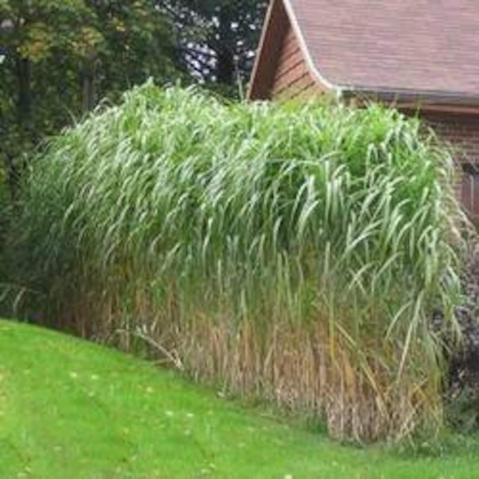 ORGANIC Silver Grass Rhizomes: Miscanthus Giganteus - 10 Pack - Etsy