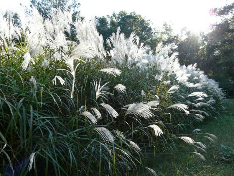 ORGANIC Silver Grass Rhizomes: Miscanthus Giganteus - 10 Pack - Etsy