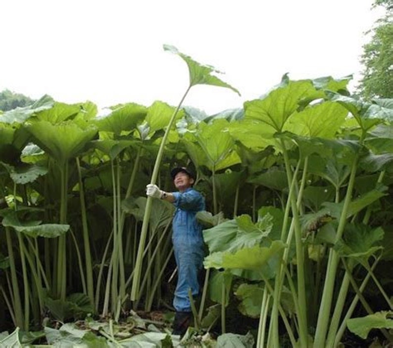 ORGANIC Fuki Plant - Etsy