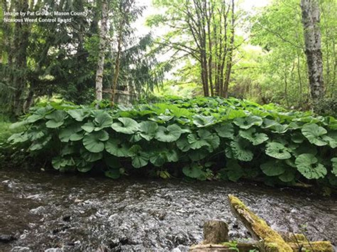 ORGANIC Fuki Plant - Etsy