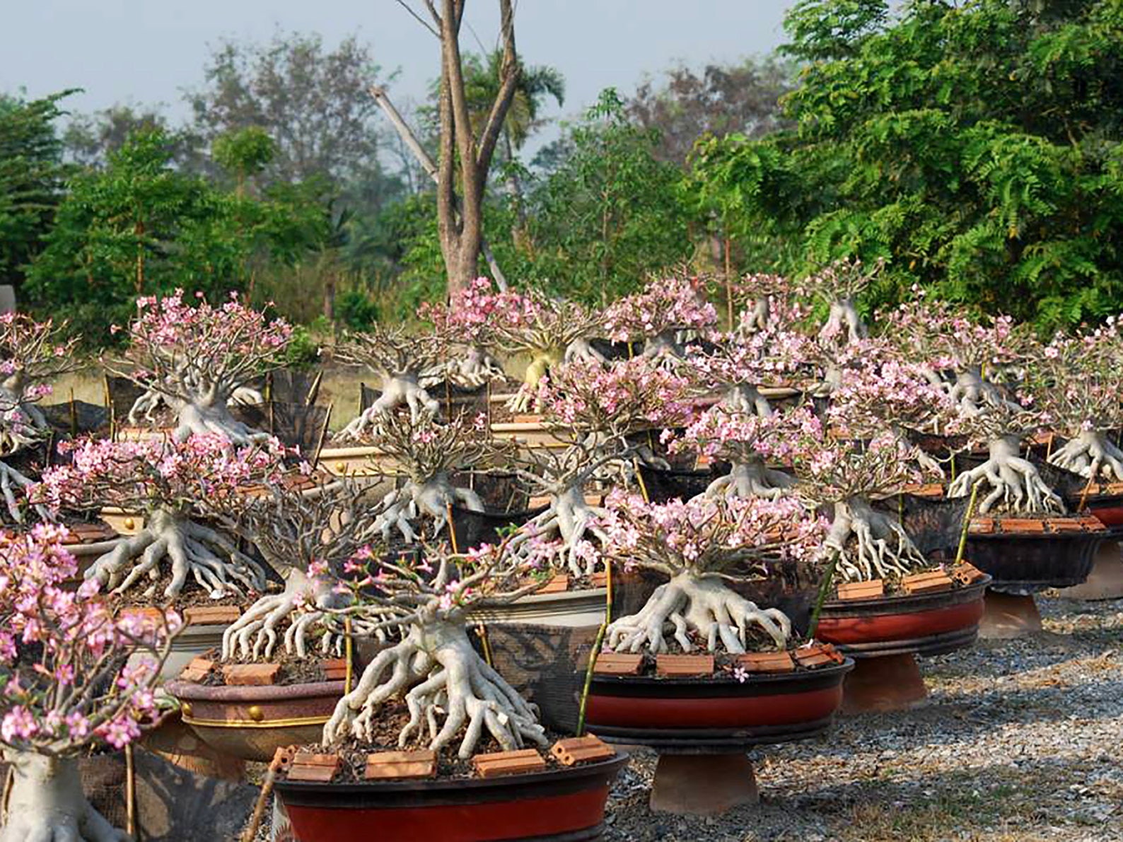 10 SIAM CROWN Seeds. Adenium Thai Socotranum Desert Rose - Etsy