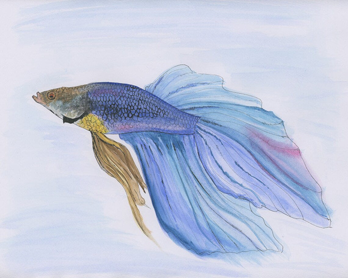 Betta Fish art print So Betta | Etsy Betta Fish art print So Betta | Etsy