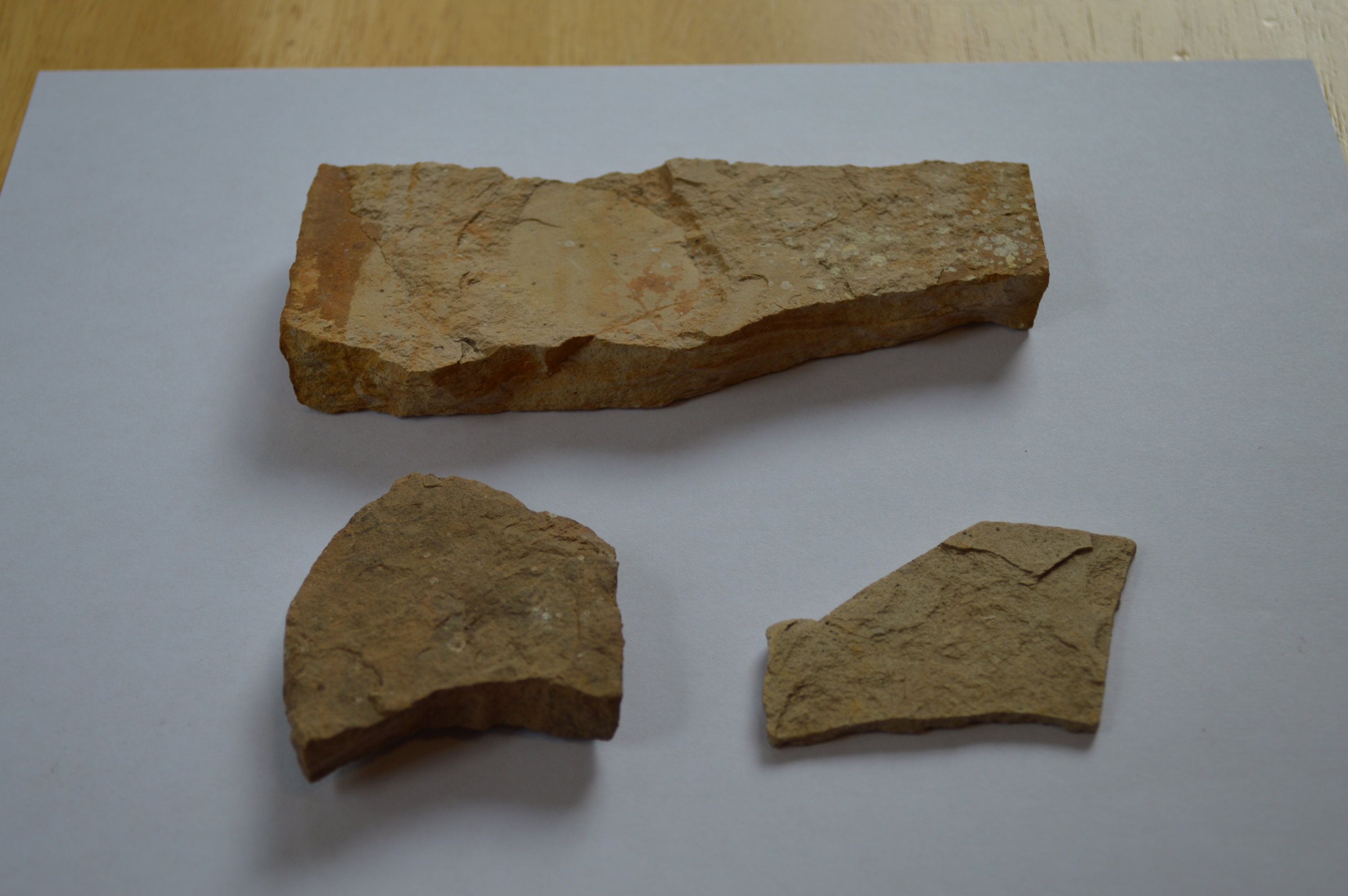 3 Leaf Fossilsimprint Leaf Fossilscompression Leaf - Etsy