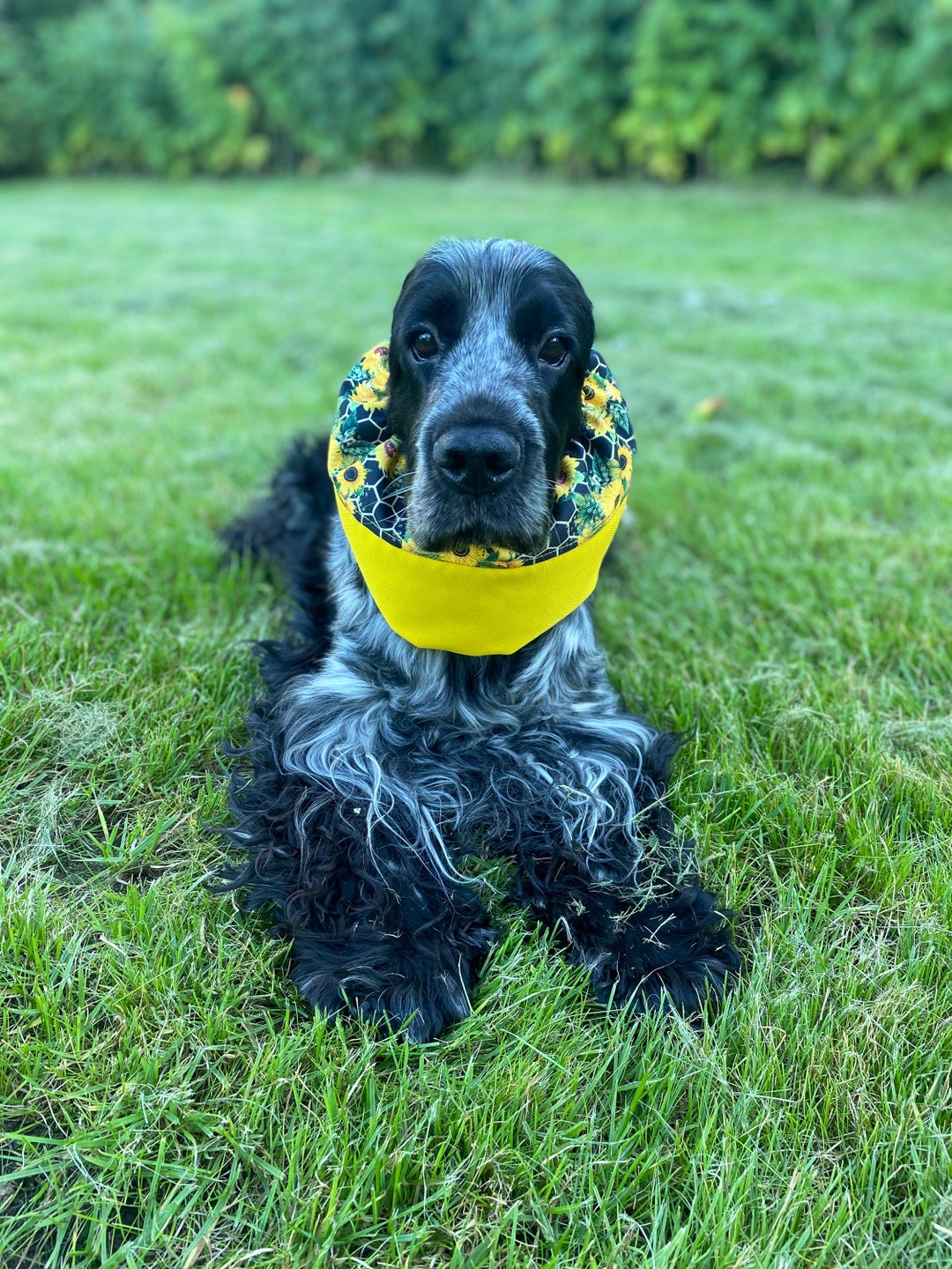 Waterproof Thick Snood - Cocker Spaniel Snood - Waterproof Dog Snood ...
