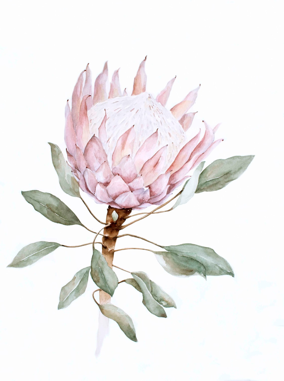 Protea Large Watercolour Art Print King Protea Australian | Etsy