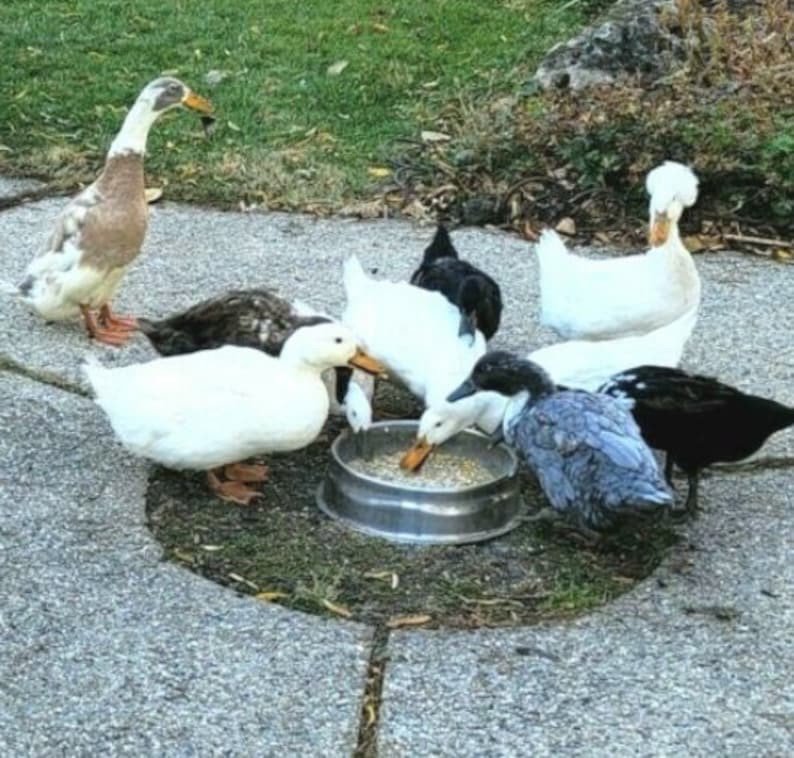 Cracked Kernel Corn Animal Wildlife Bird Feed Arts & Crafts Bean Bags ...
