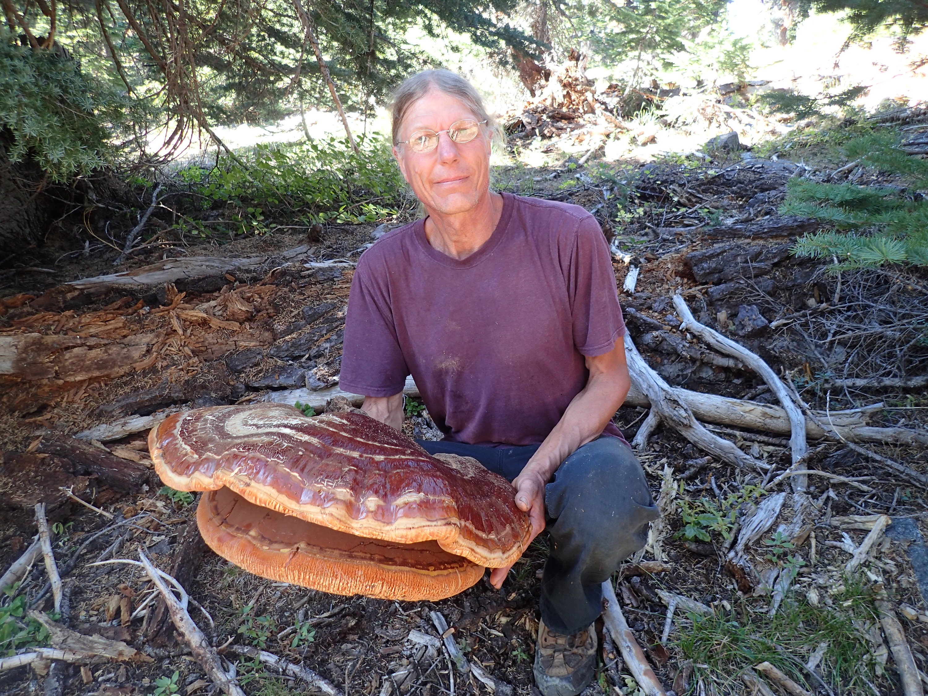 Wild Reishi Mushroom, Oregon Reishi Sustainably Wildcrafted 1/8 Lb - Etsy