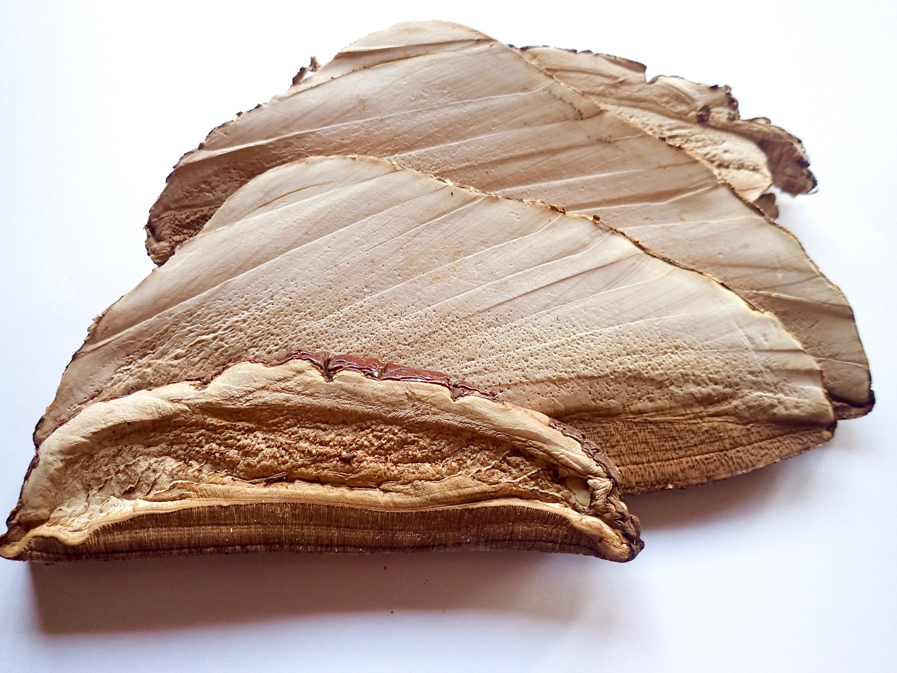 Wild Reishi Mushroom, Oregon Reishi - Sustainably Wildcrafted - 1/8 Lb ...