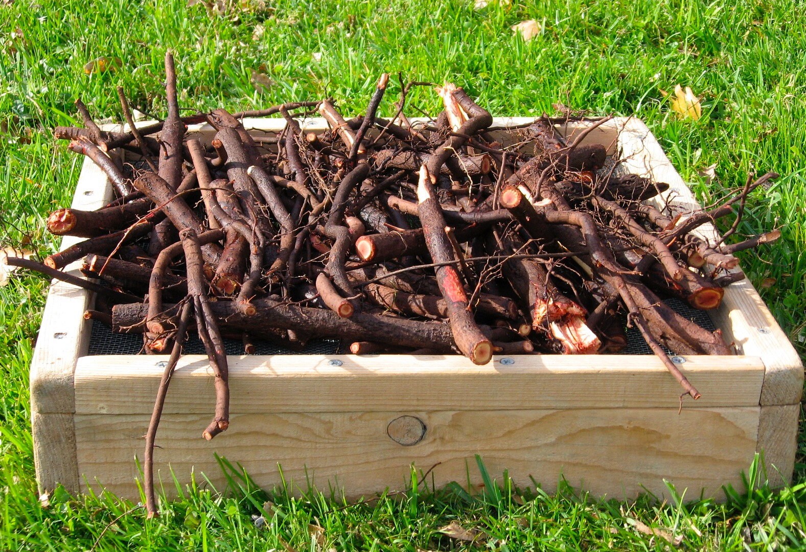 Wild Red Root (ceanothus Cuneatus) - 1/2 Lb - Dried, Chipped Root ...
