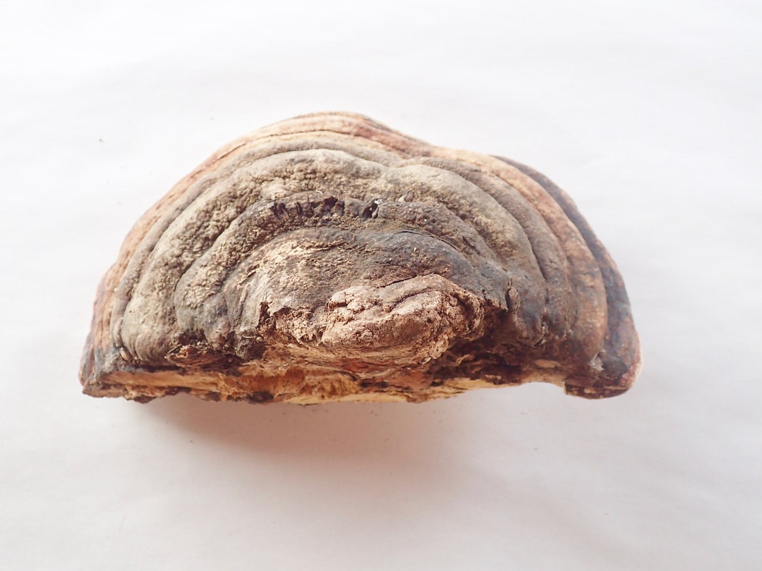 Wild Red-belted Polypore 1/2 Lb Whole Dried Fungus fomitopsis Pinicola ...