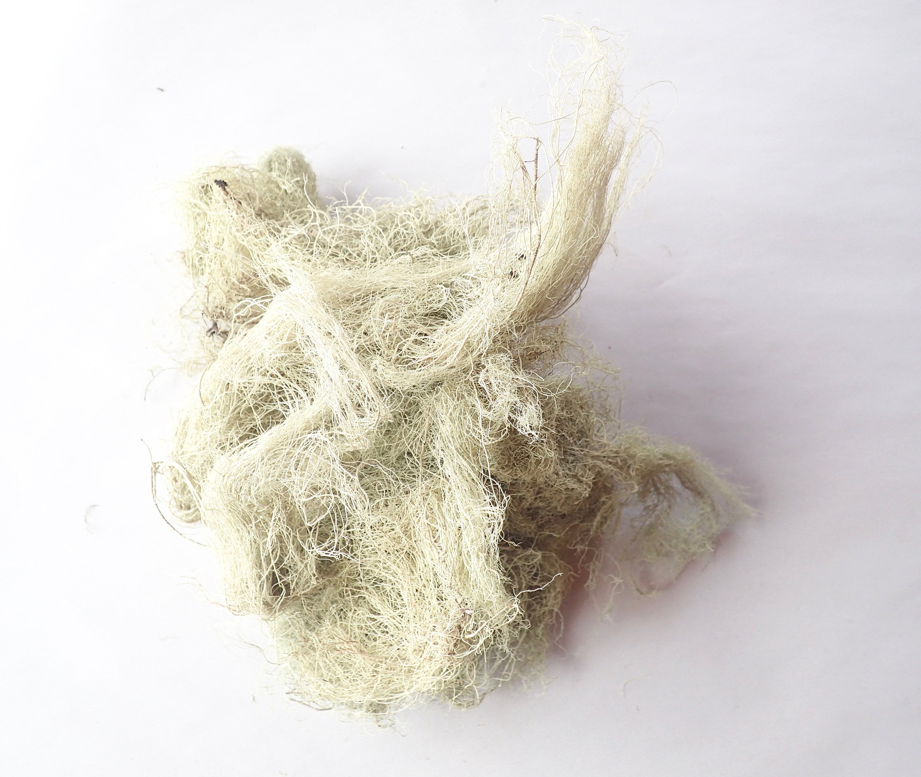 Wild Usnea 1/2 Lb - Whole Dried Lichen (usnea Spp.) - Sustainably Wild ...