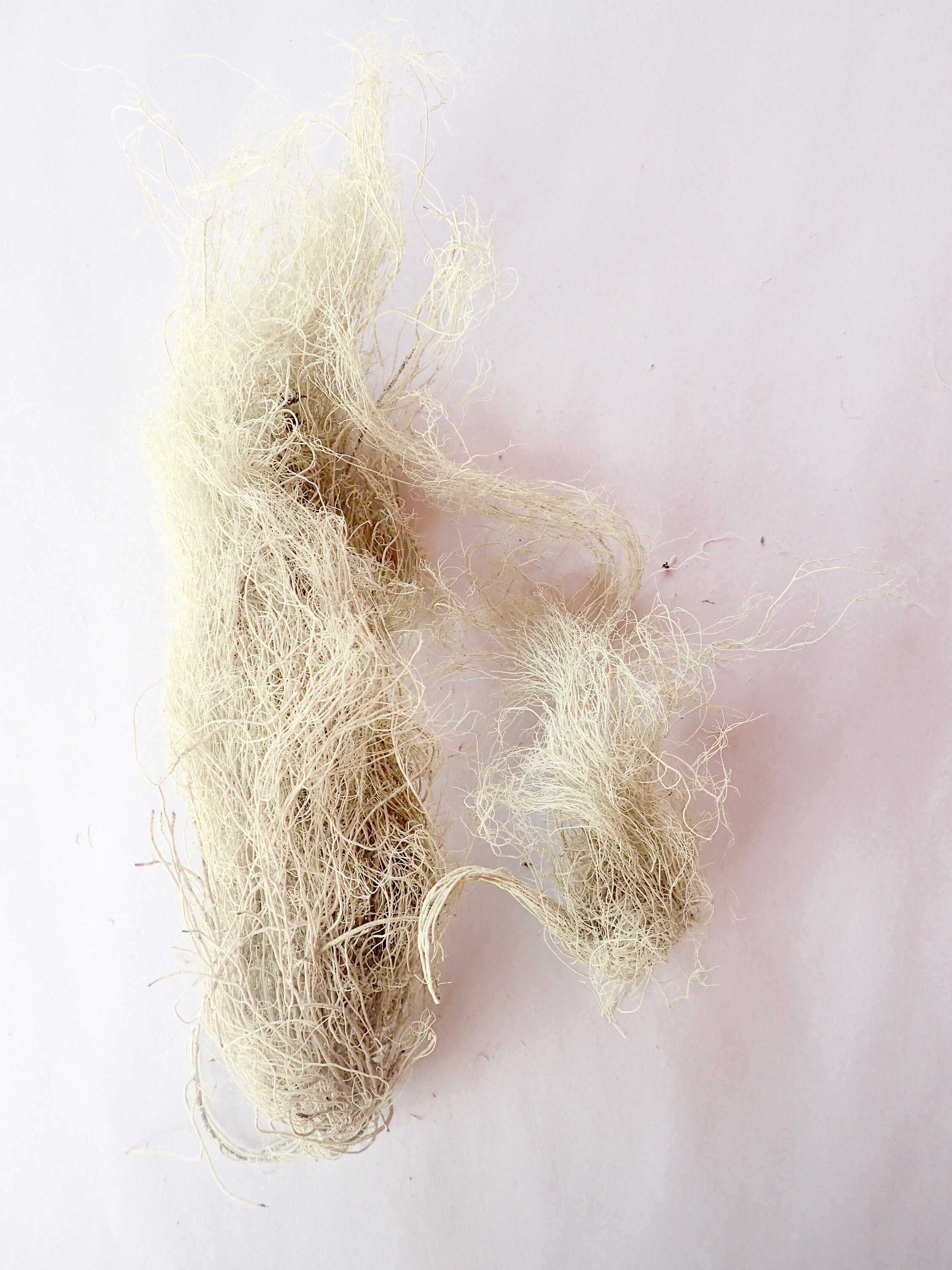 Wild Usnea 1/2 Lb - Whole Dried Lichen (usnea Spp.) - Sustainably Wild ...
