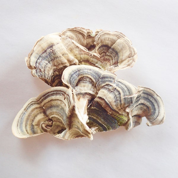Wild Turkey Tail - Etsy