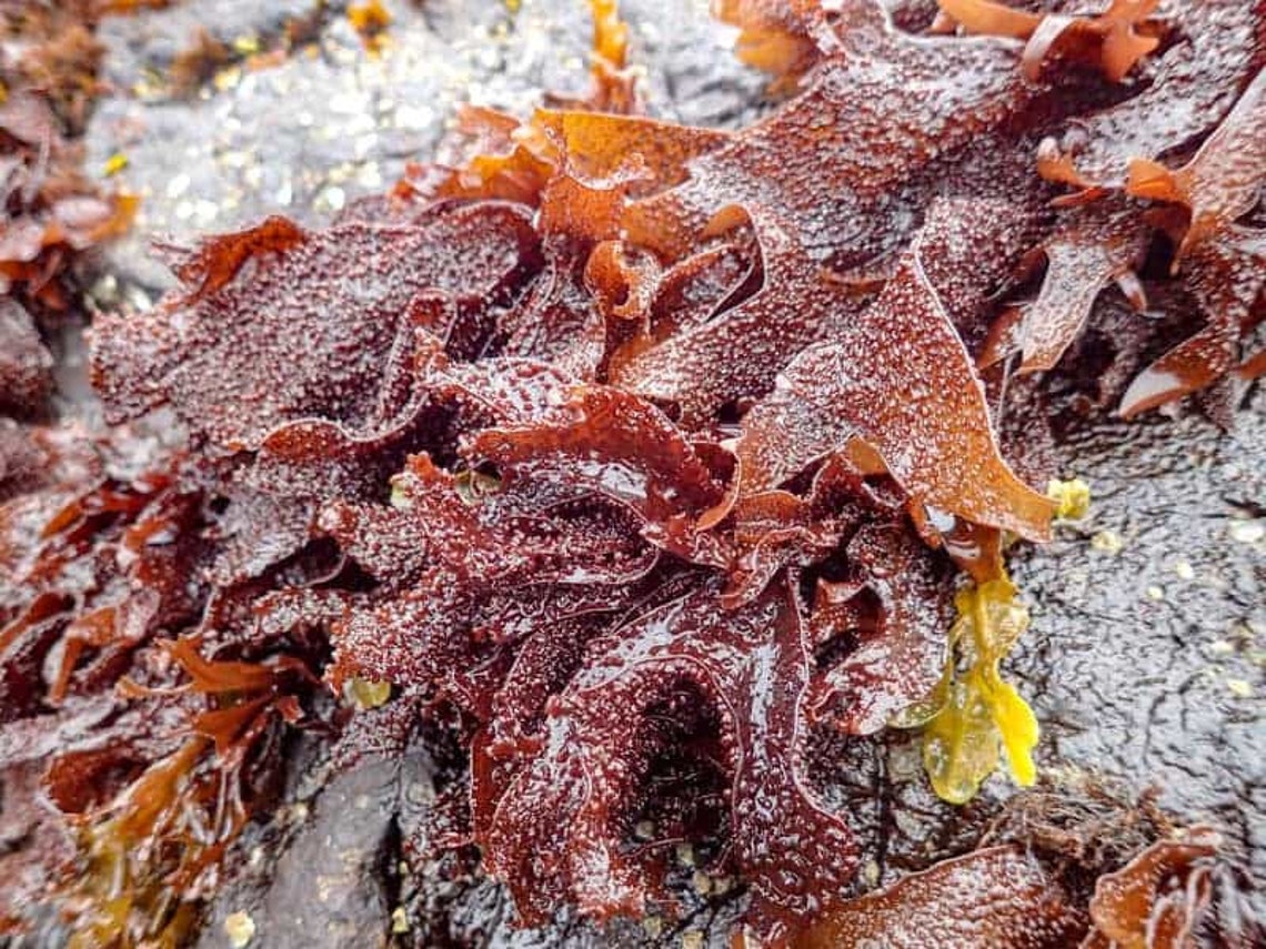 Red Marine Algae Capsules Sustainably Wild Harvested Seaweed Sea ...