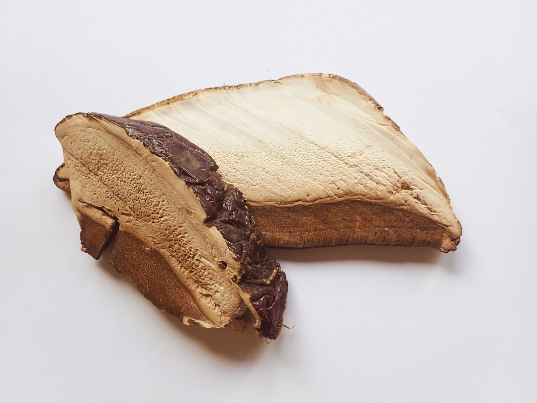 Wild Reishi Mushroom, Oregon Reishi - Sustainably Wildcrafted - 1/8 Lb ...