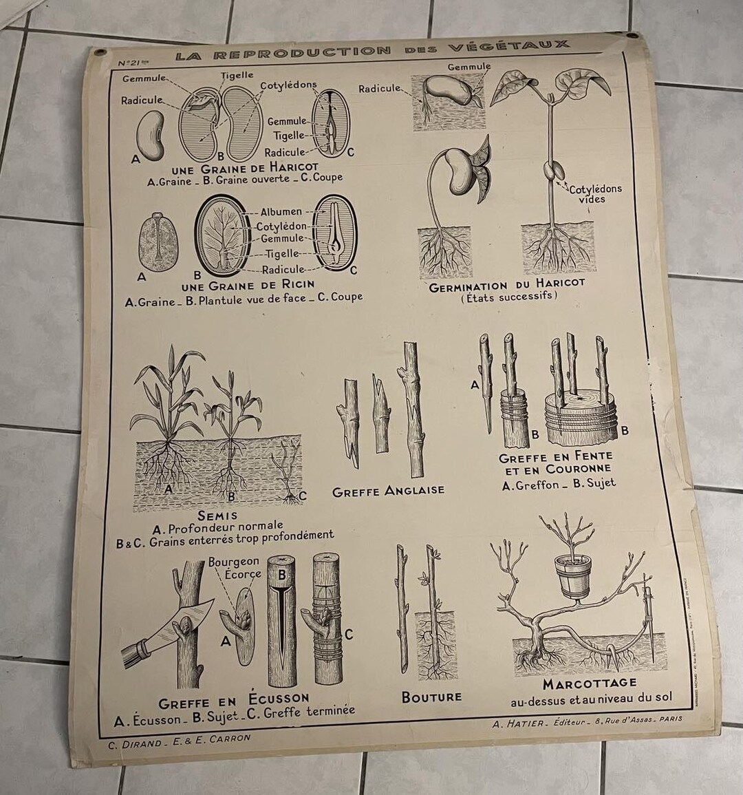 Vintage French School Poster: Fruit & Vegetable Reproduction, Dirand ...