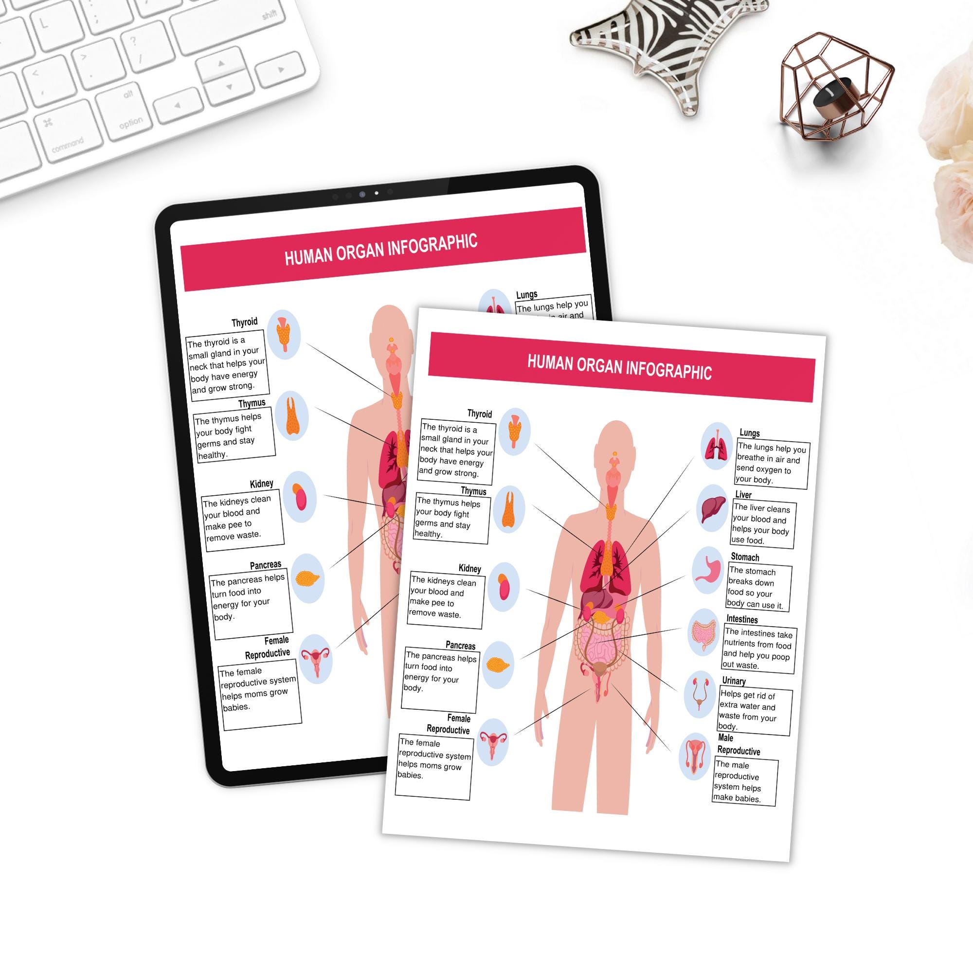 Human Body Organs & Systems Coloring Book Worksheets for Kids Printable ...