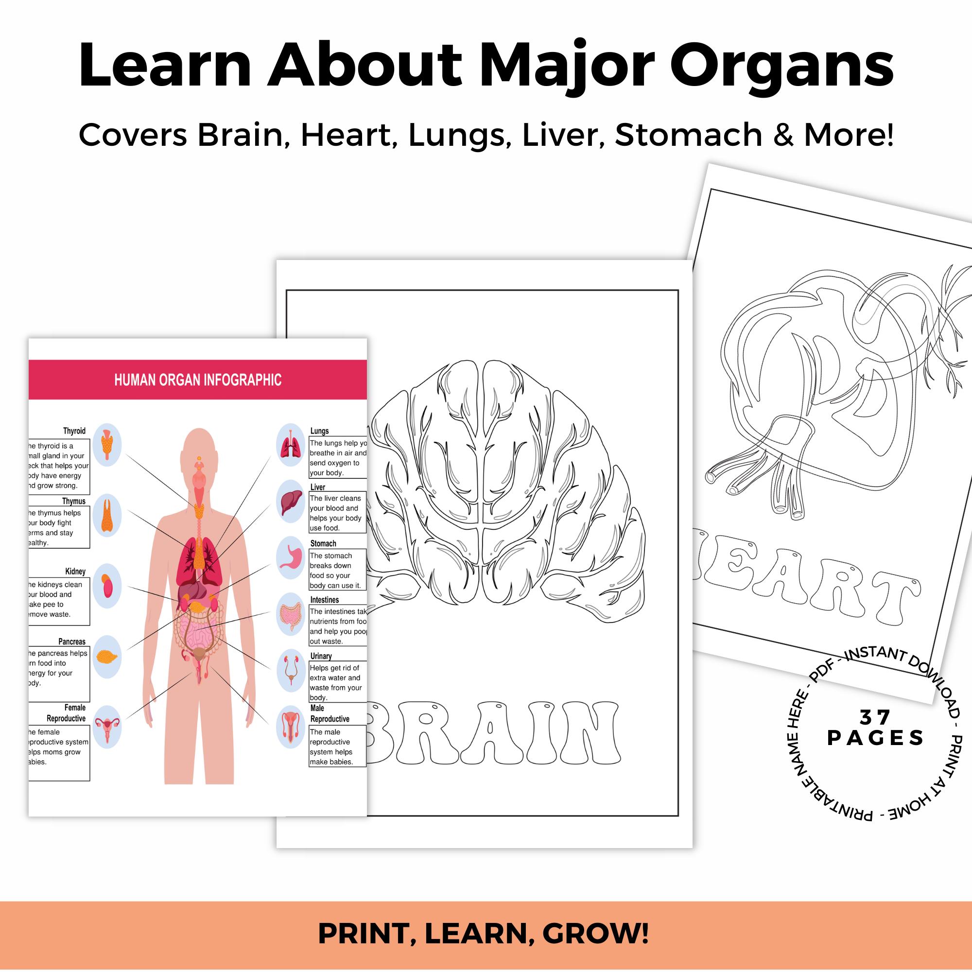 Human Body Organs & Systems Coloring Book Worksheets for Kids Printable ...