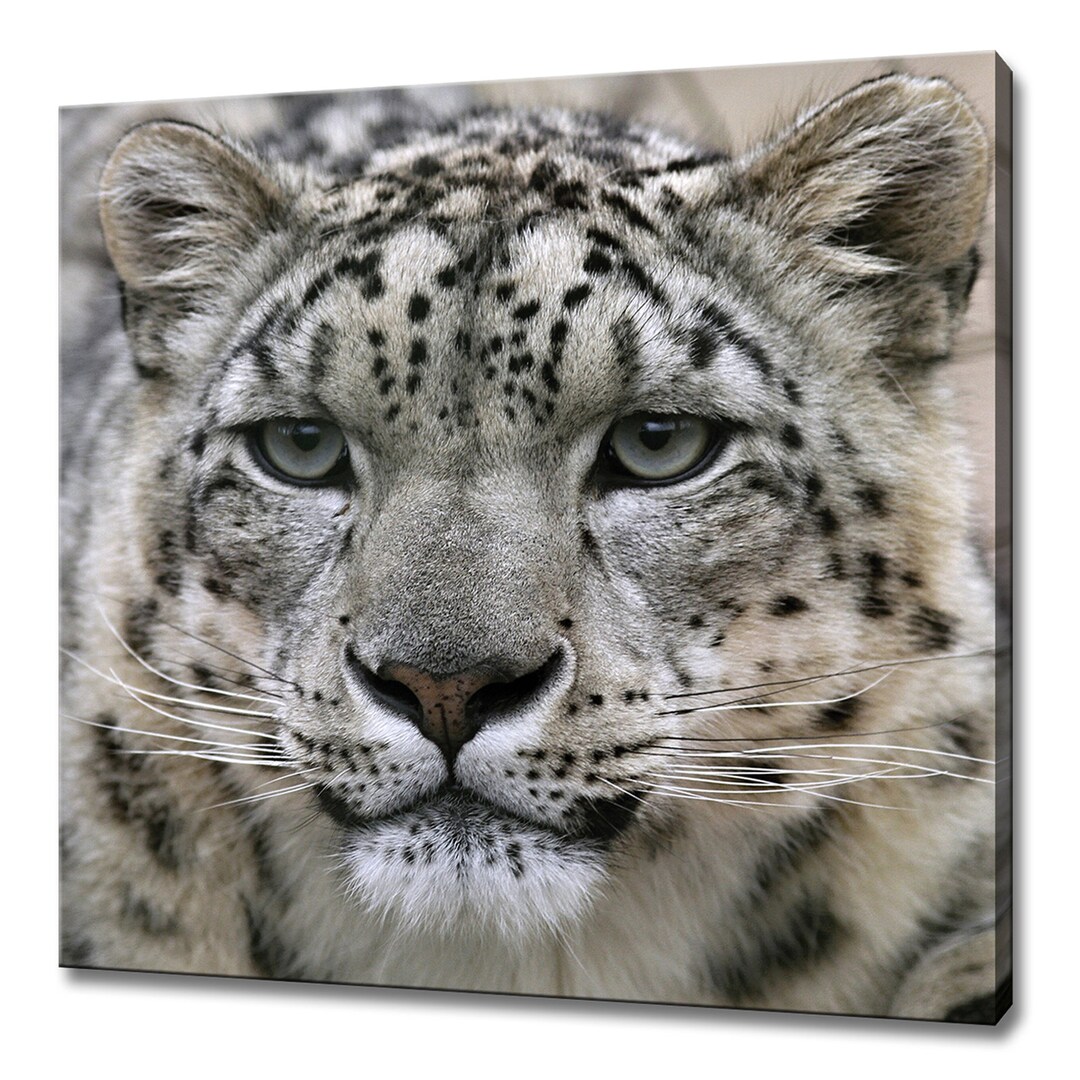 Snow Leopard Wall Art Canvas Print Custom Made Wall Hangings Handmade ...