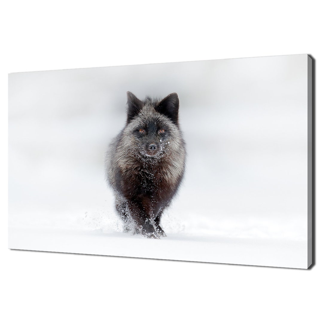 Black Silver Fox Wall Art Canvas Print Home Decor Black White Animals ...
