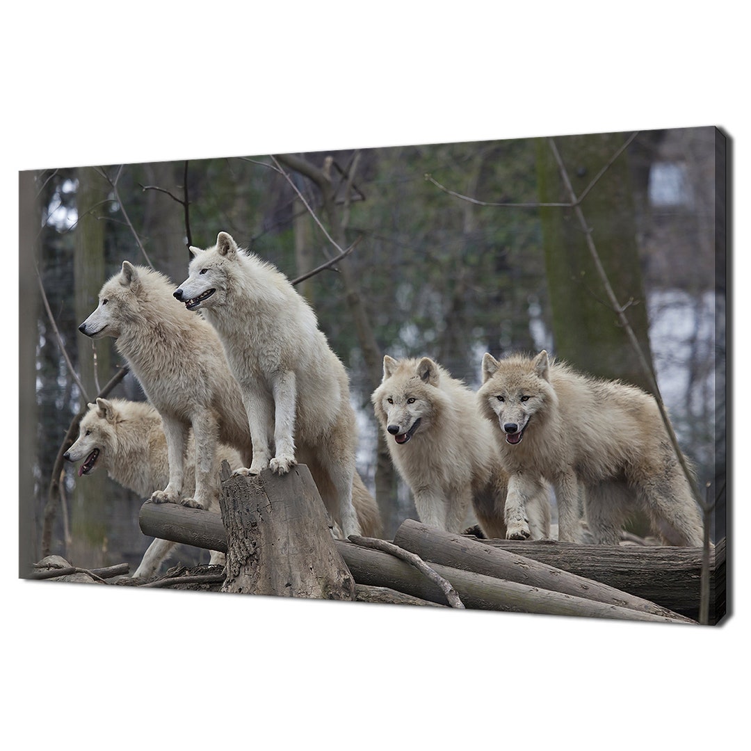 Stunning Arctic Wolves Pack Wall Art Canvas Print Home Decor Animals ...