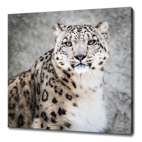 Snow Leopard Wall Art Canvas Print Custom Made Wall Hangings - Etsy