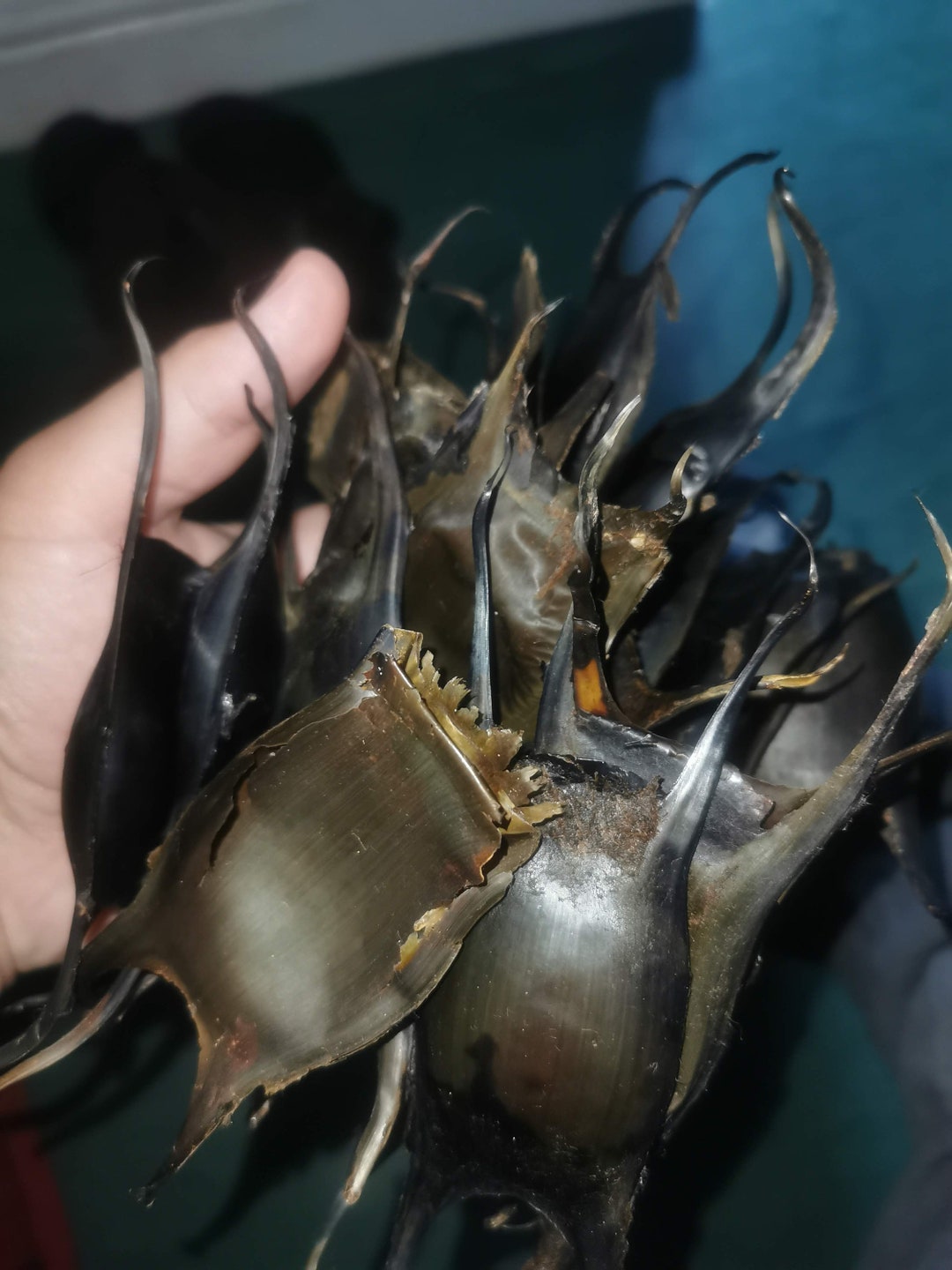 Mermaid's Purse Undulate Ray raja Undulata - Etsy