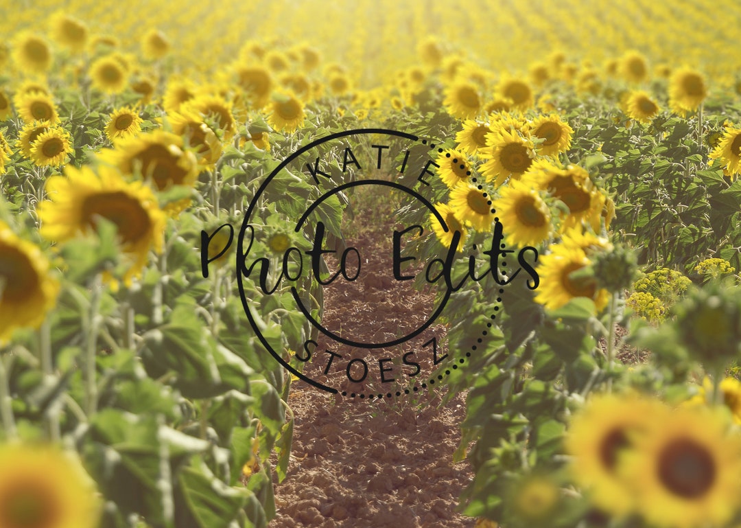 Sunflower Field Digital Background Image - Etsy