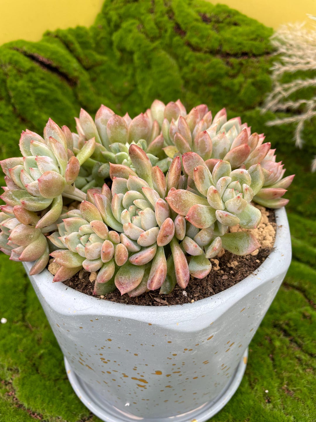 Echeveria ‘frosty Bloom’ | 5 Inch Multi-head Cluster | Frosted Blue ...