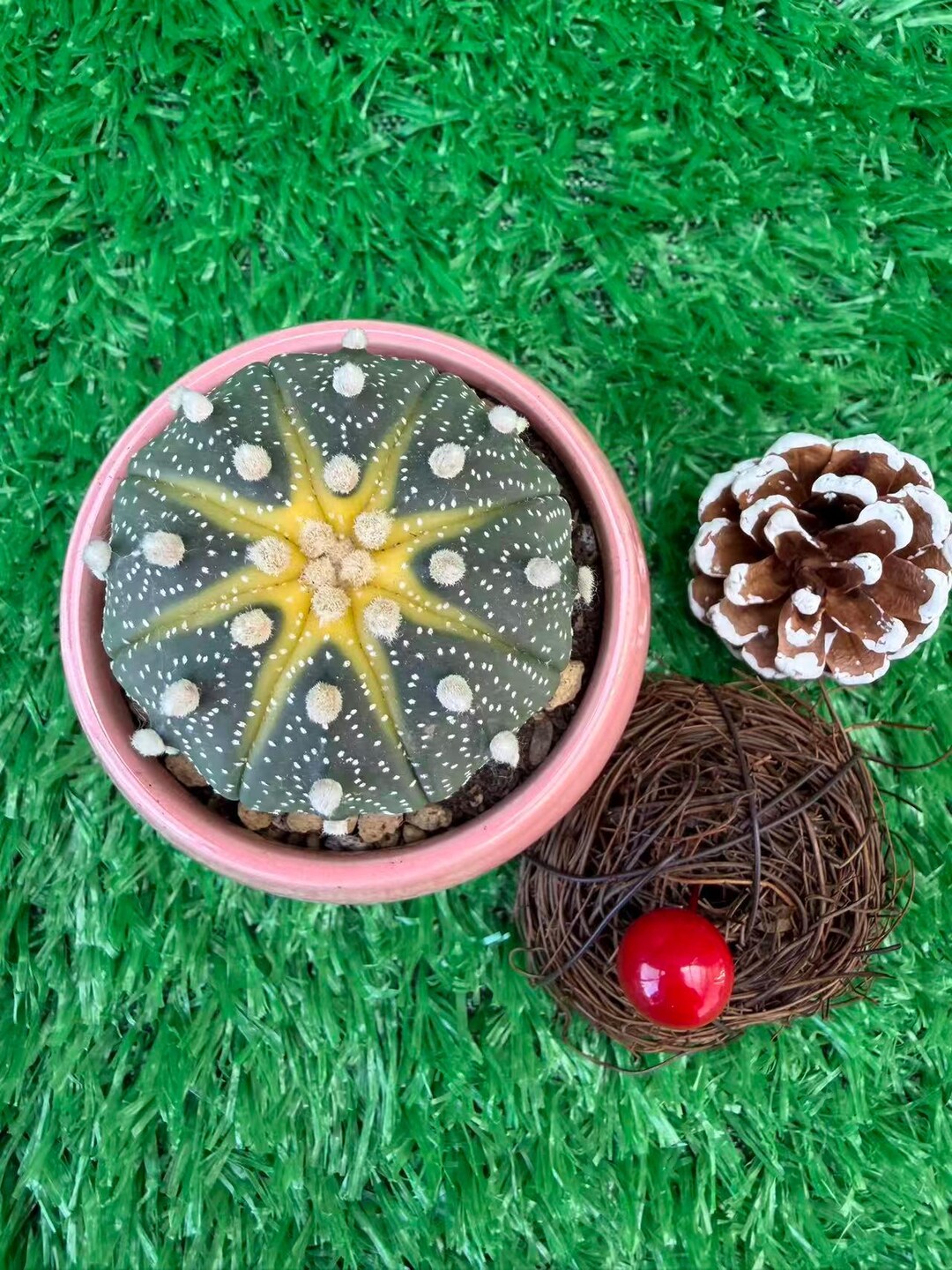 Astrophytum Myriostigma Variegated 2 Inches - Etsy