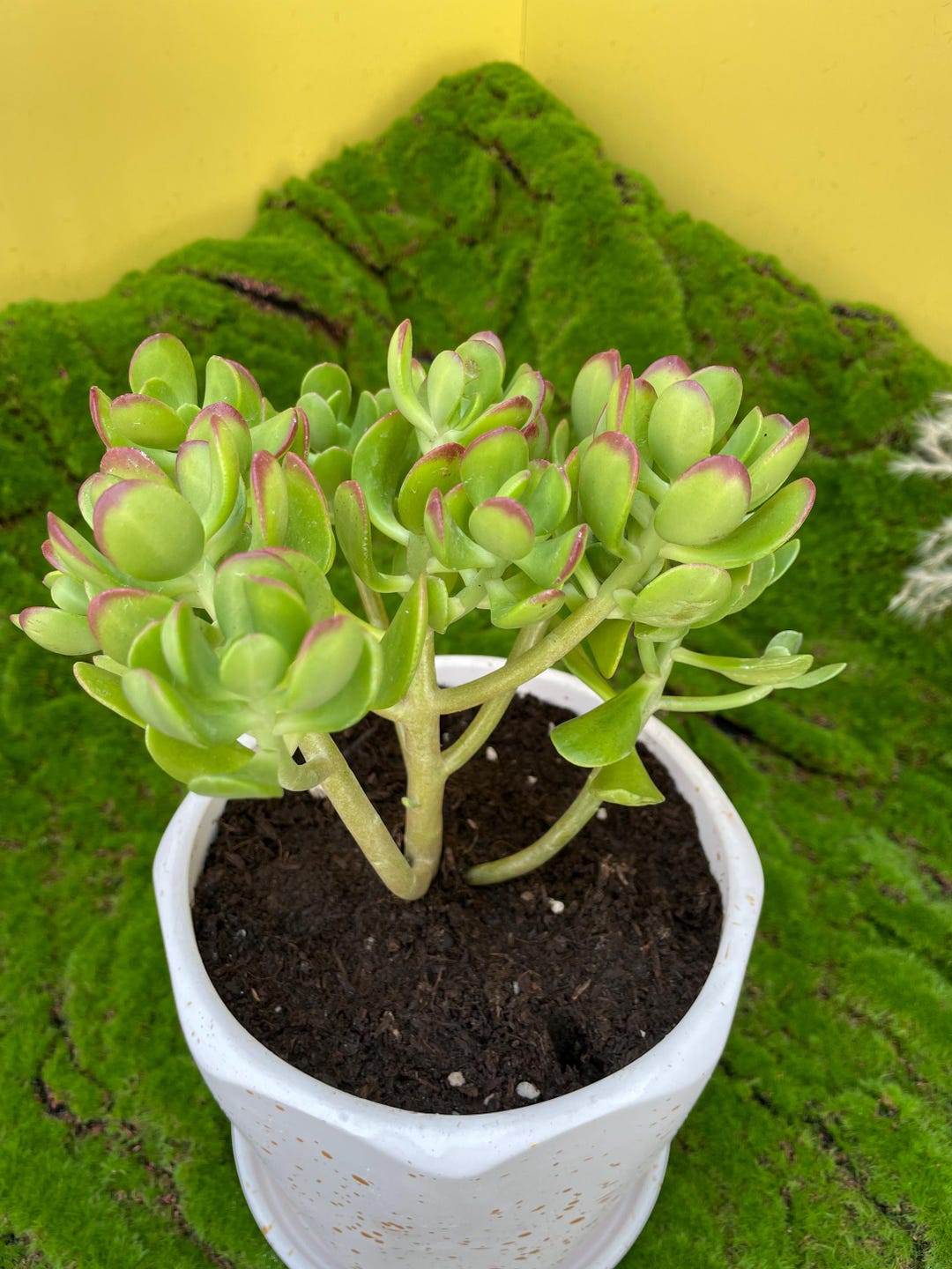 Sedum Dendroideum | 5 Inch Tree-like Succulent | Bushy Green Shrub With ...