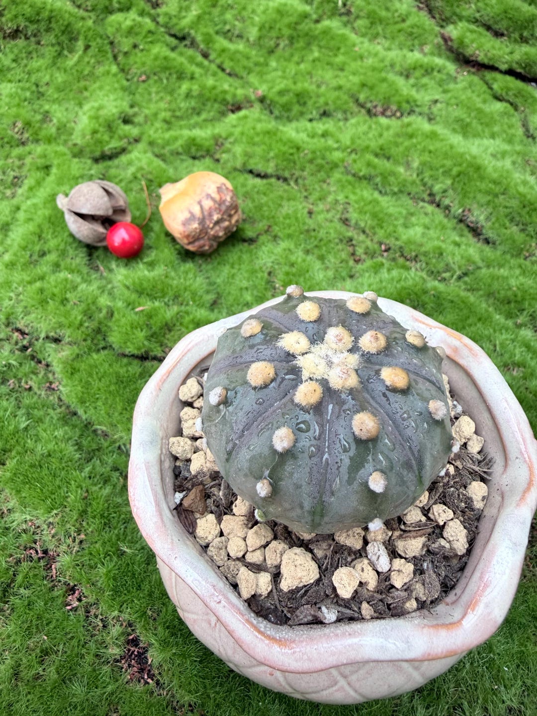 Astrophytum Myriostigma | 1.5 Inch Mini Star Cactus | Rare Spineless ...