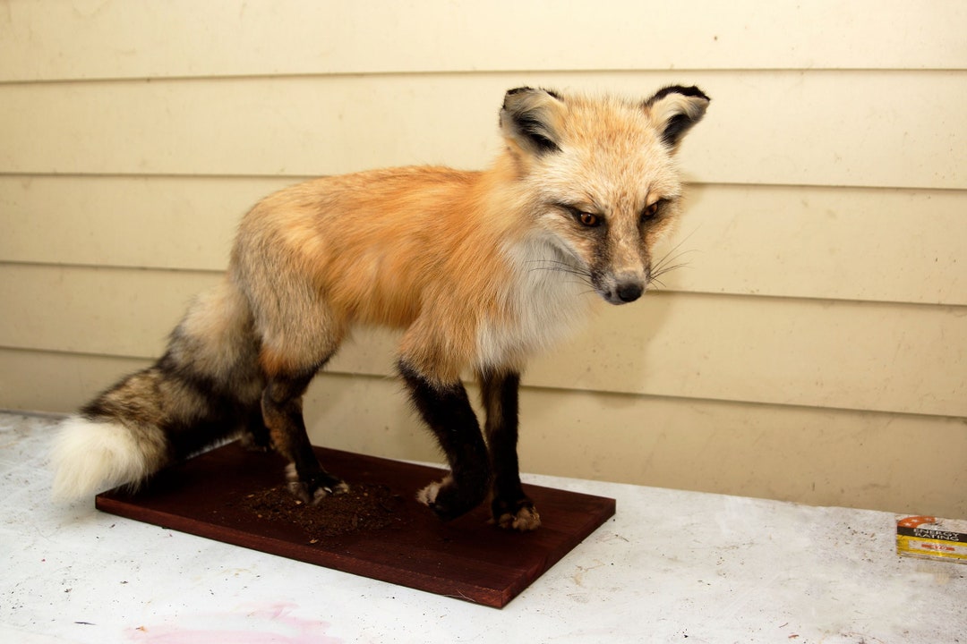 Adult Red Fox Life Size Taxidermy Mount - Animal Preservation ...