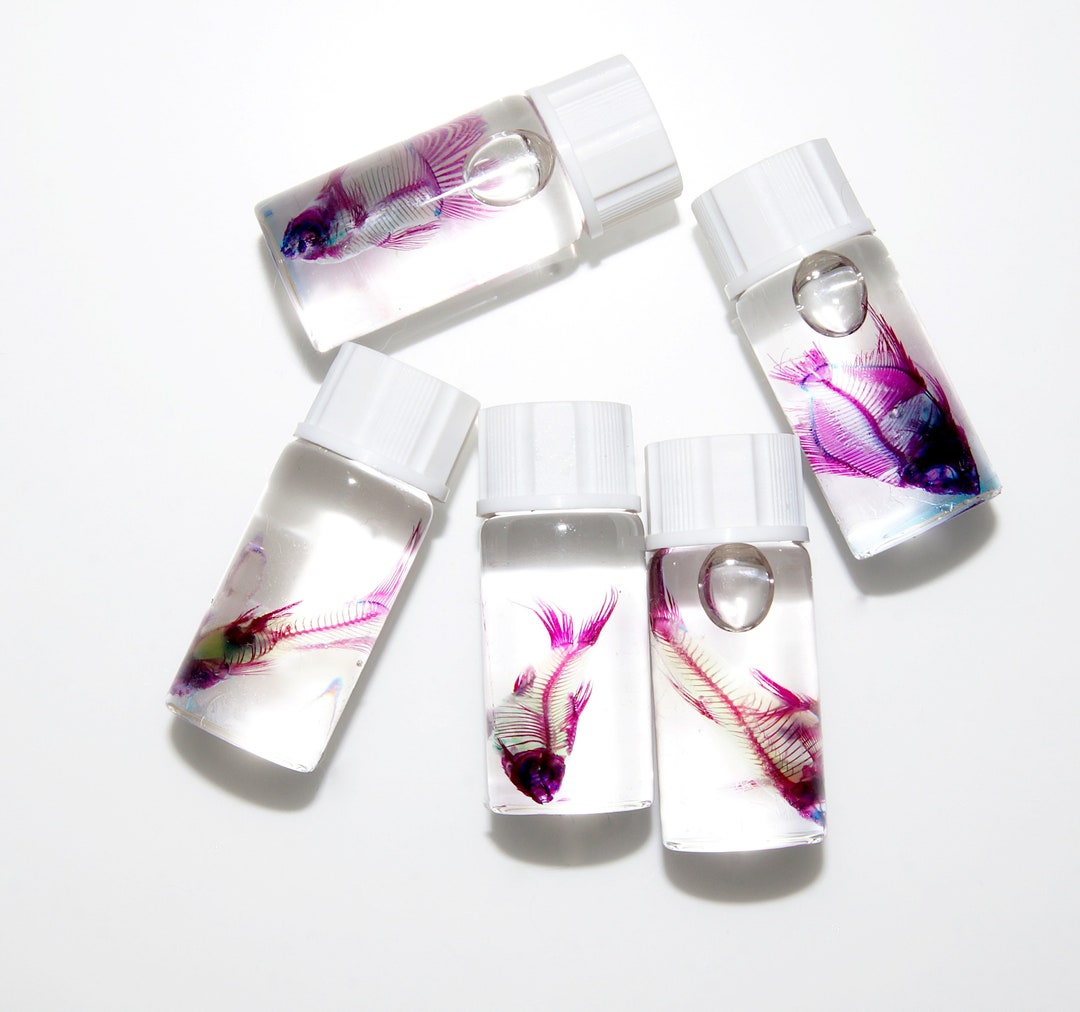 Lucky Dip Tropical Fish Diaphonisation Diaphonized Taxidermy Specimen ...