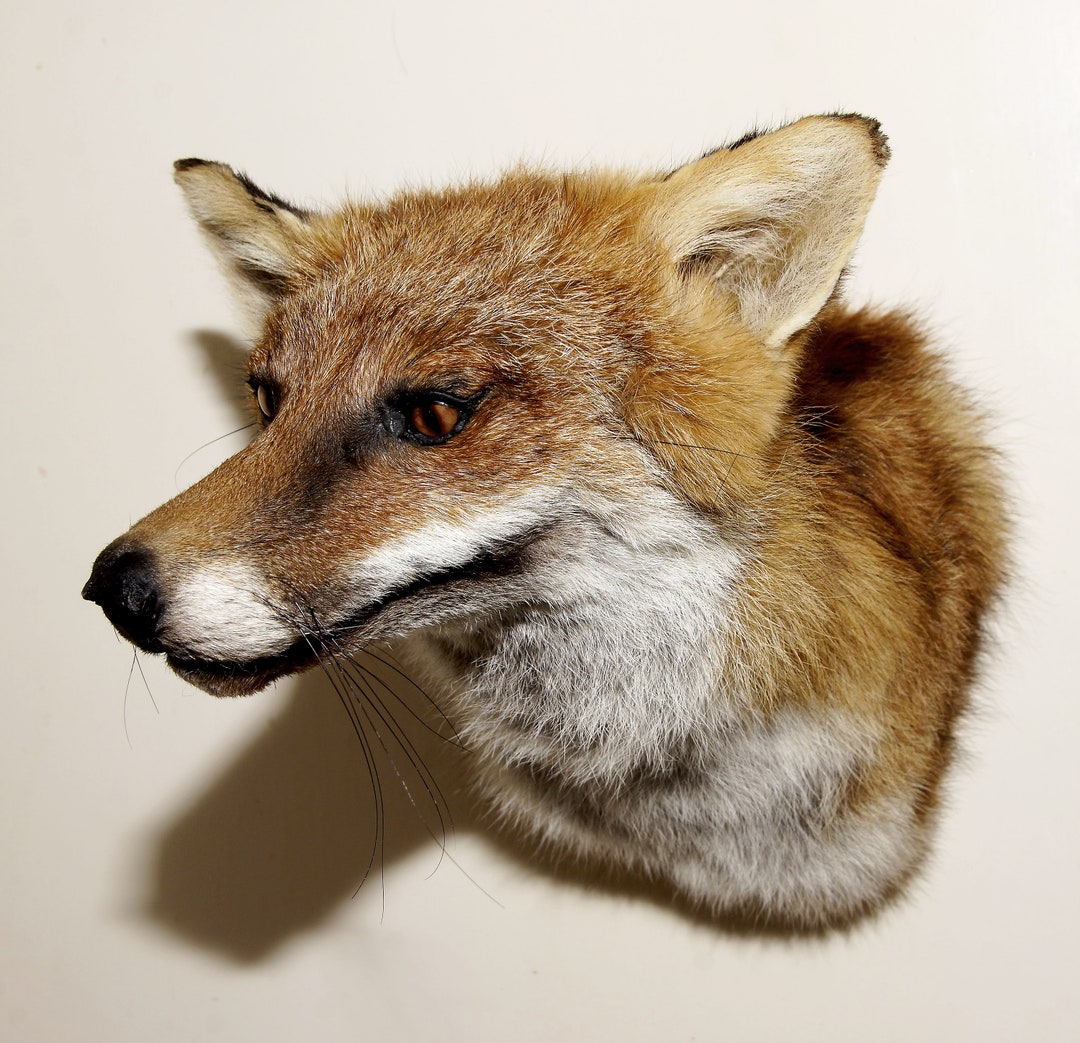 Red Fox Shoulder Mount Taxidermy Animal Preservation Oddities Wall ...