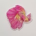 Grumpy and Pink Betta Fish Vinyl Sticker for Water Bottles. - Etsy