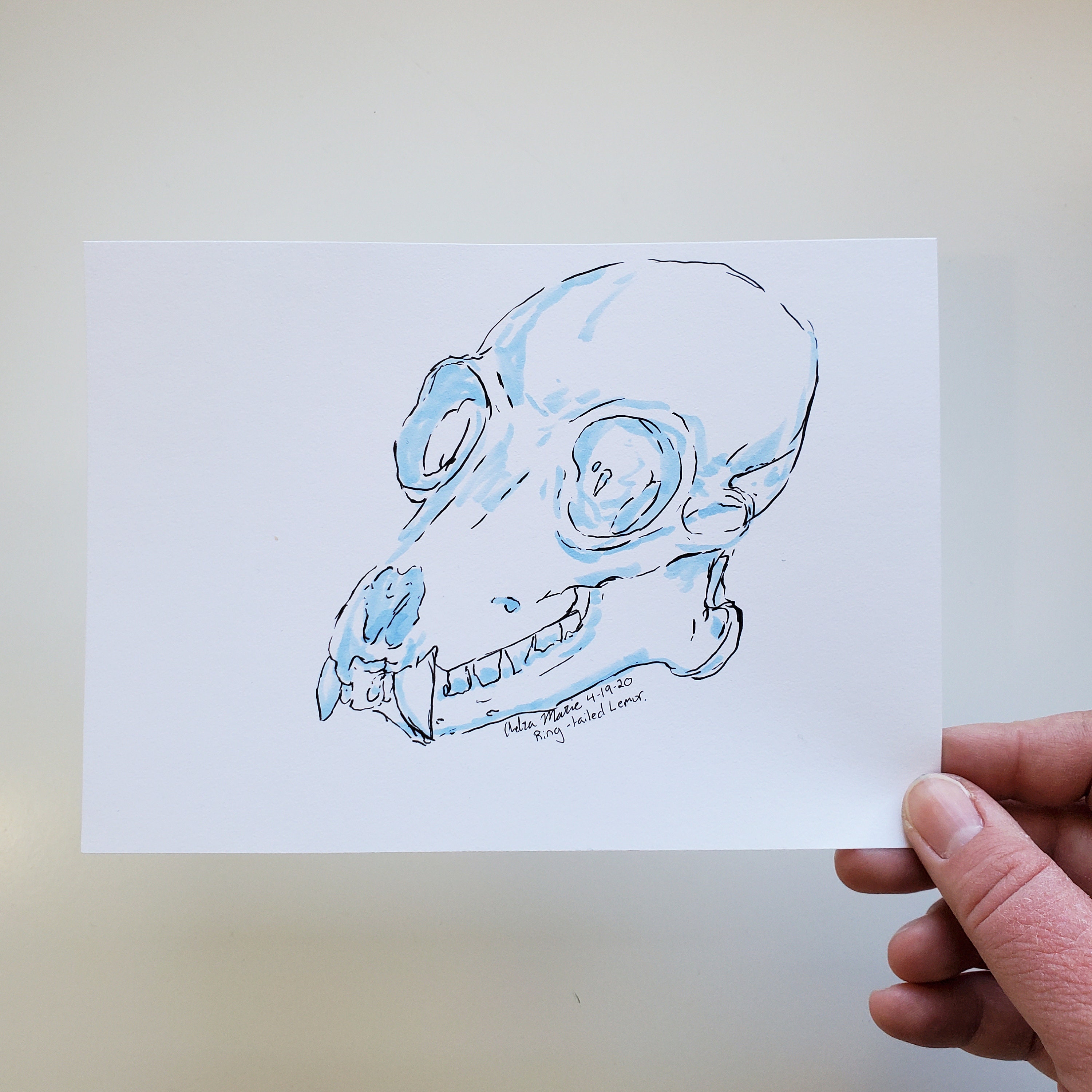 Ring-tailed Lemur Monkey Skull Drawing 5x7 - Etsy