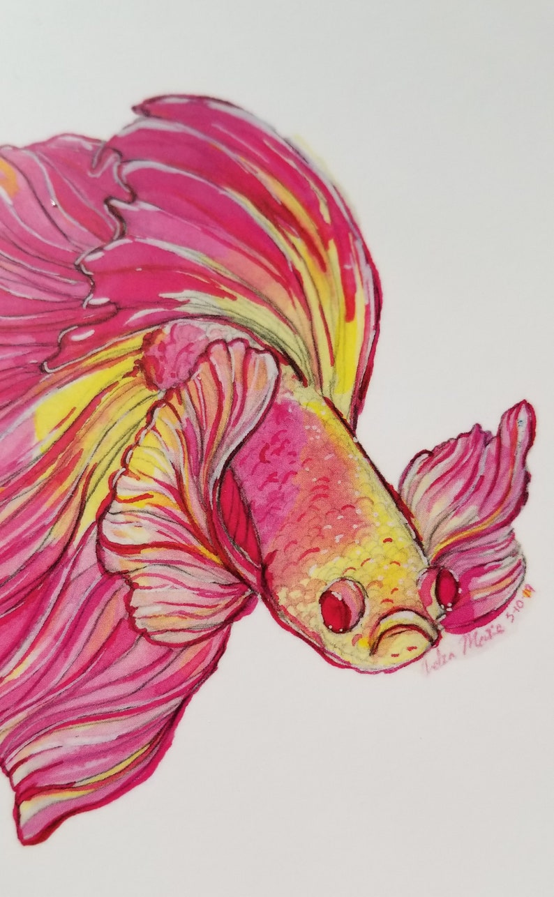 Grumpy and Pink Betta Fish 5x7 Art Print - Etsy