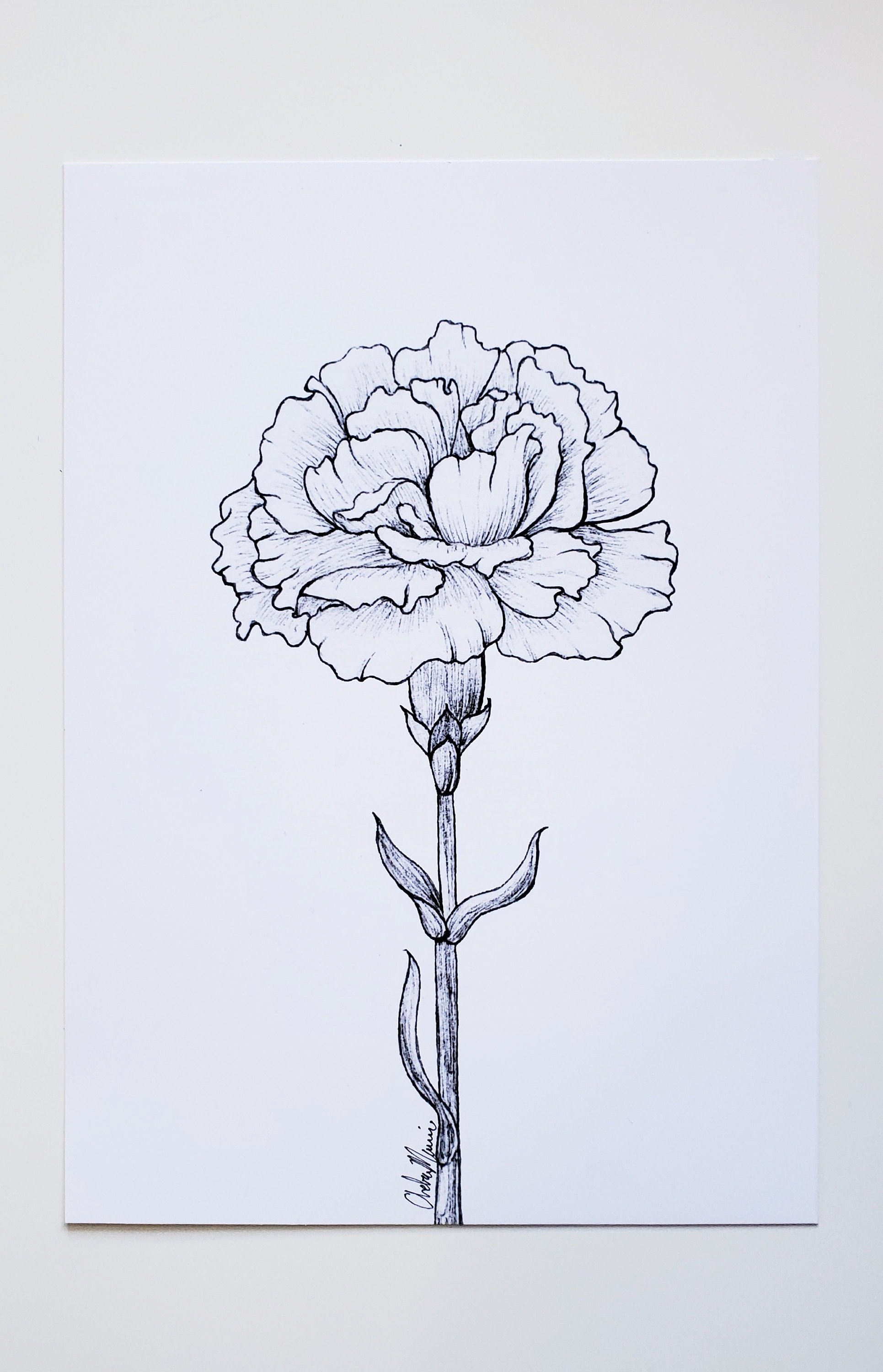 Inked Carnation Print January Birth Flower - Etsy