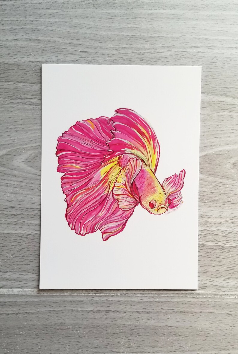 Grumpy and Pink Betta Fish 5x7 Art Print | Etsy