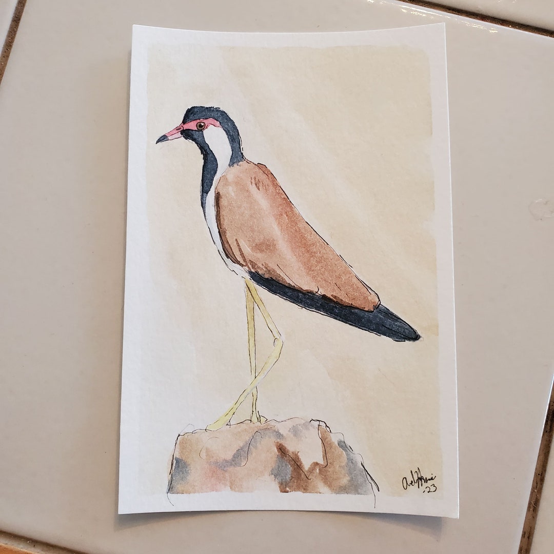 4x6" Red Wattled Lapwing Watercolor Bird Painting - Etsy