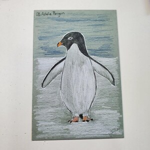 4x6 Adelie Penguin Drawing - Etsy