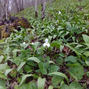 1 Lb Ramps / Wild Leeks Whole Plants PREORDER NOW Coming Spring 2025 1 ...
