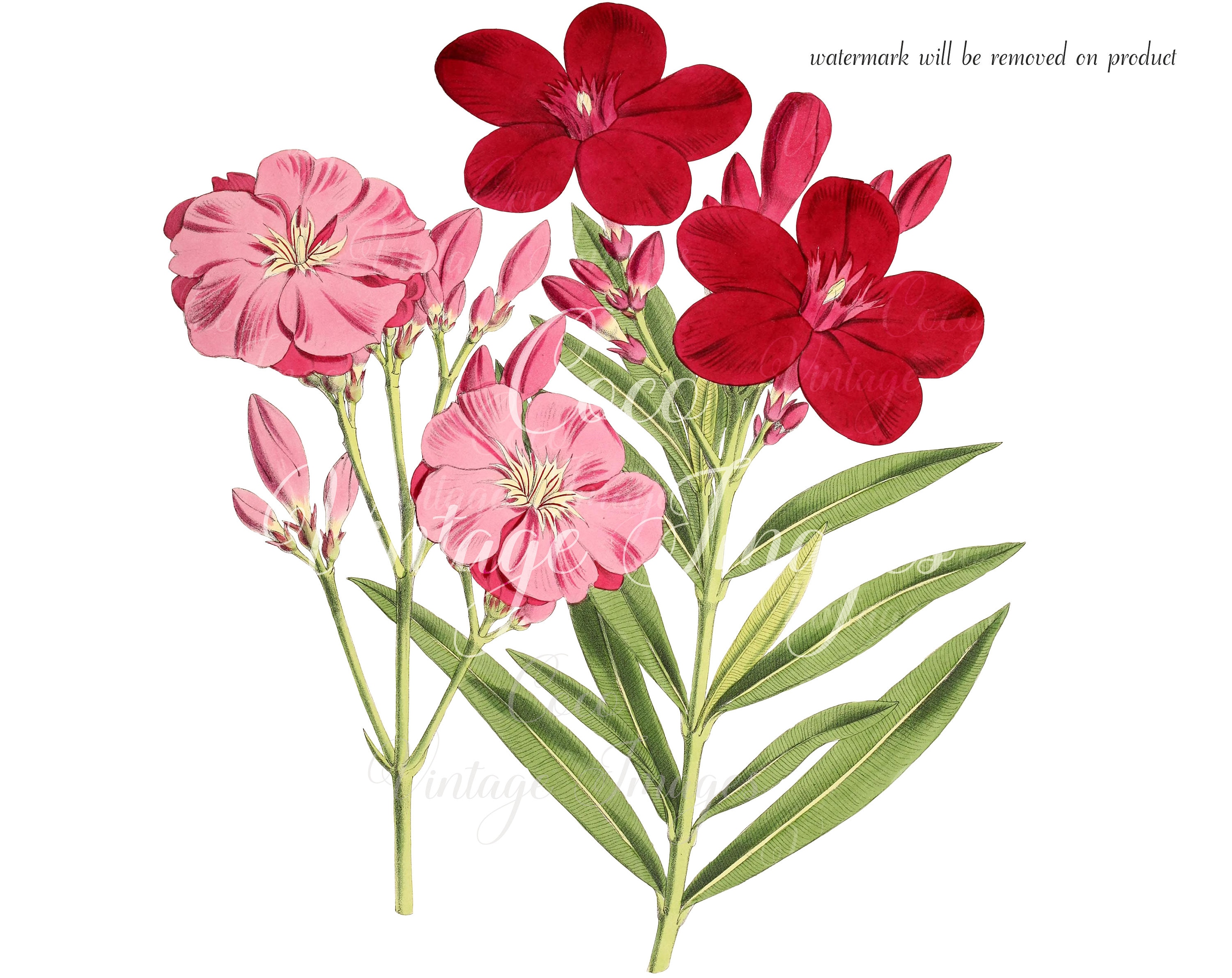 White Oleander Drawing