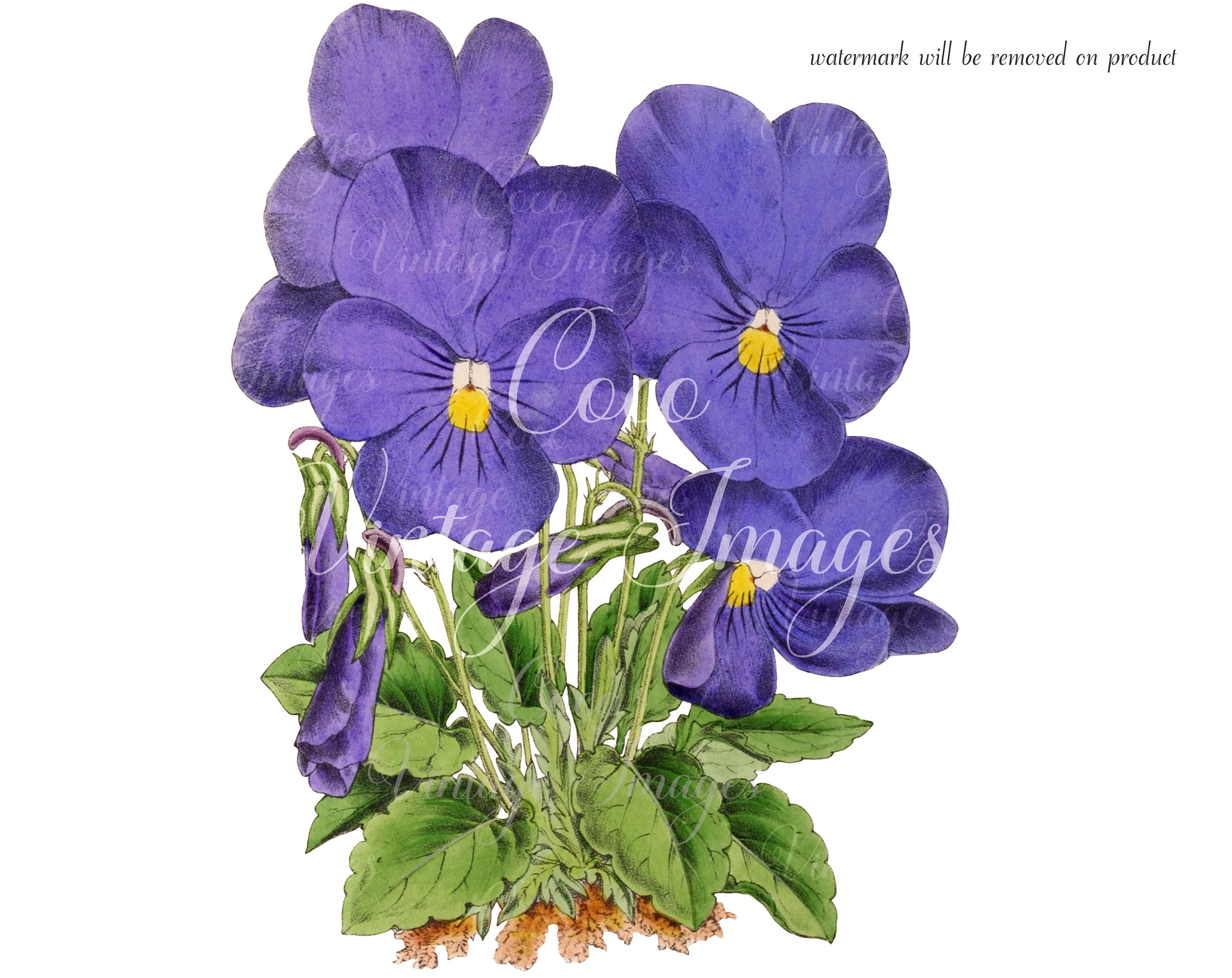 Viola Flower Png