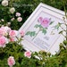 Rose Botanical Cross Stitch Pattern Garden Flower Floral - Etsy