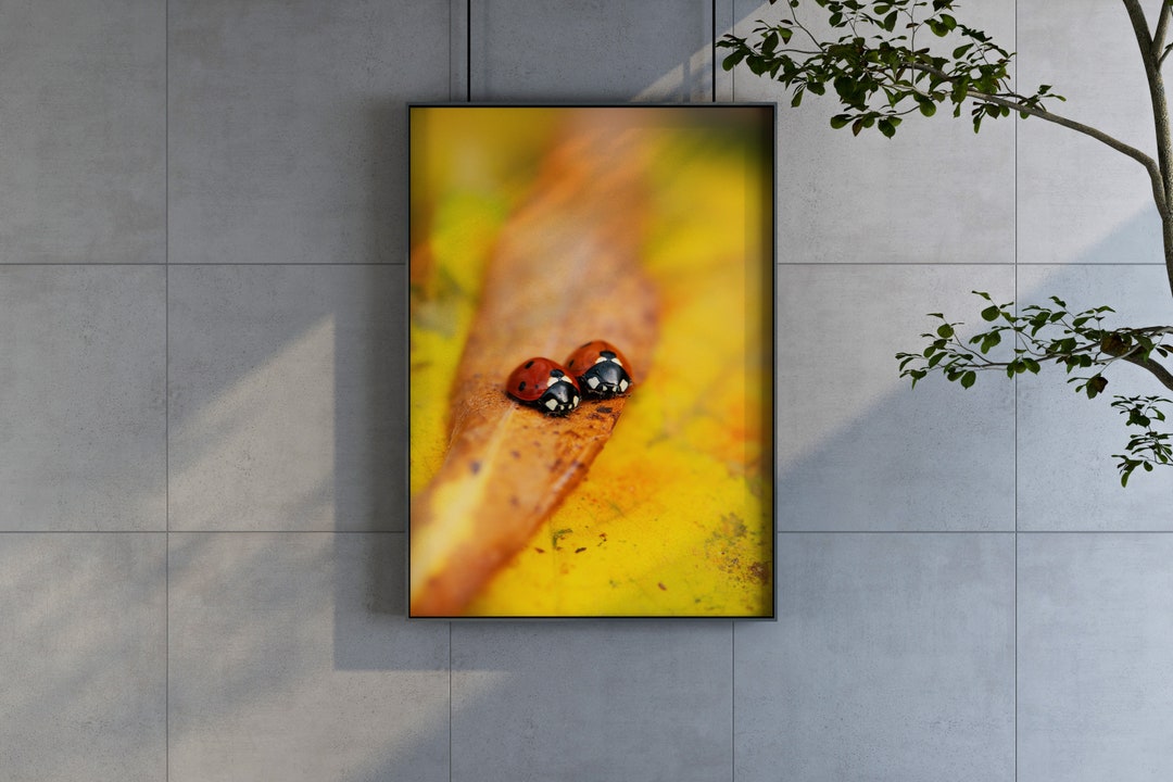 Autumn Ladybugs Original Photo Hahnemuhle Photo Rag Nature Photography ...